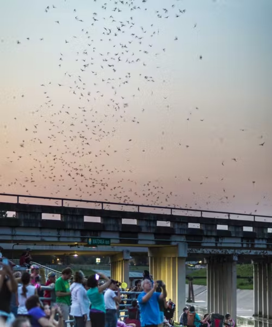 Bats along the Bayou Greenways - Houston Parks Board