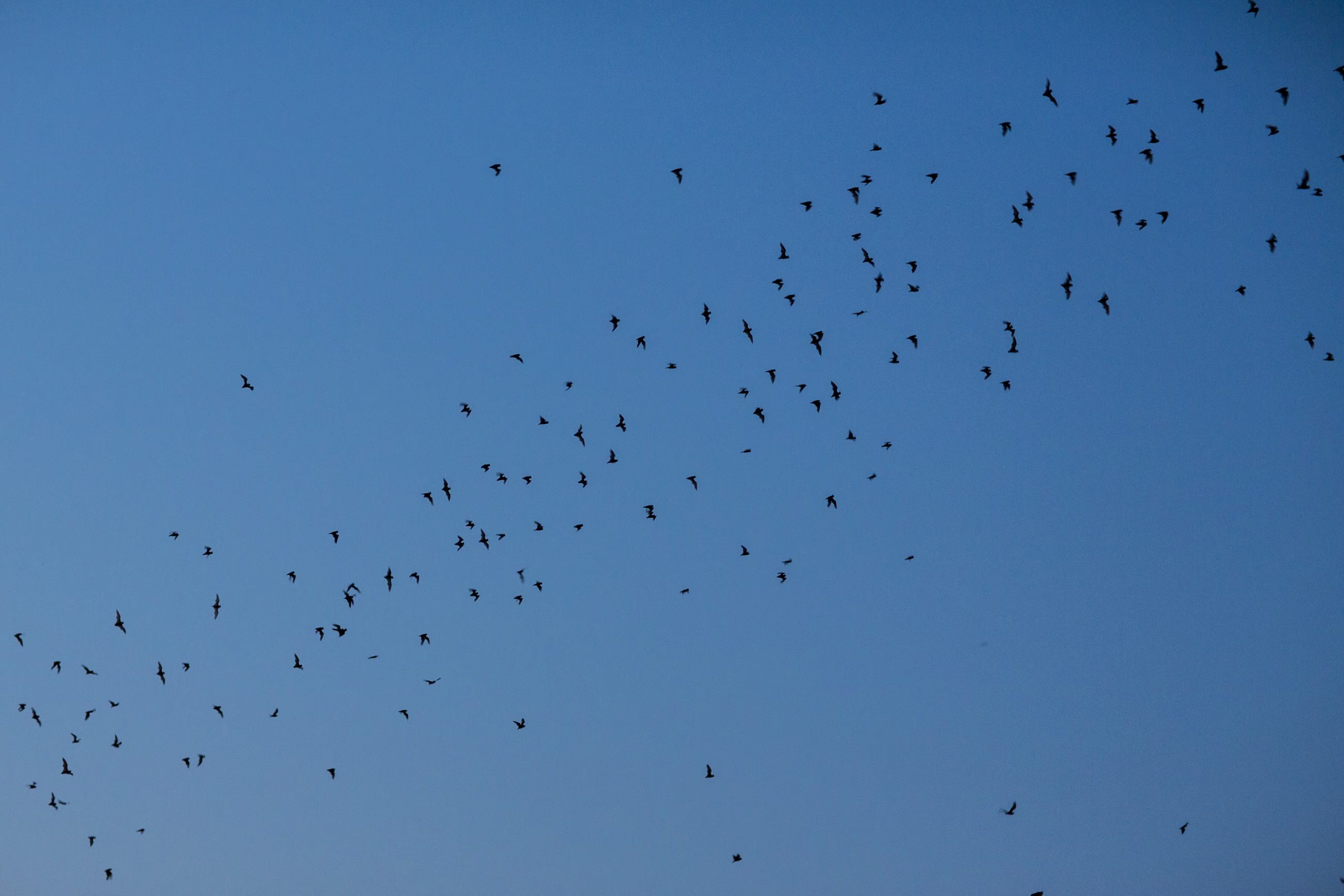 Bats on Houston's Bayou Greenways - Houston Parks Board
